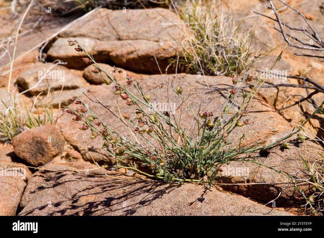 Dutchman's britches (Thamnosma texana) Plantae Stock Photo - Alamy