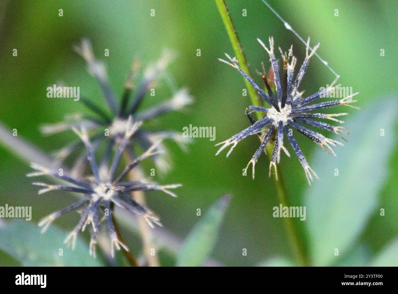 White beggarticks (Bidens alba) Plantae Stock Photo - Alamy