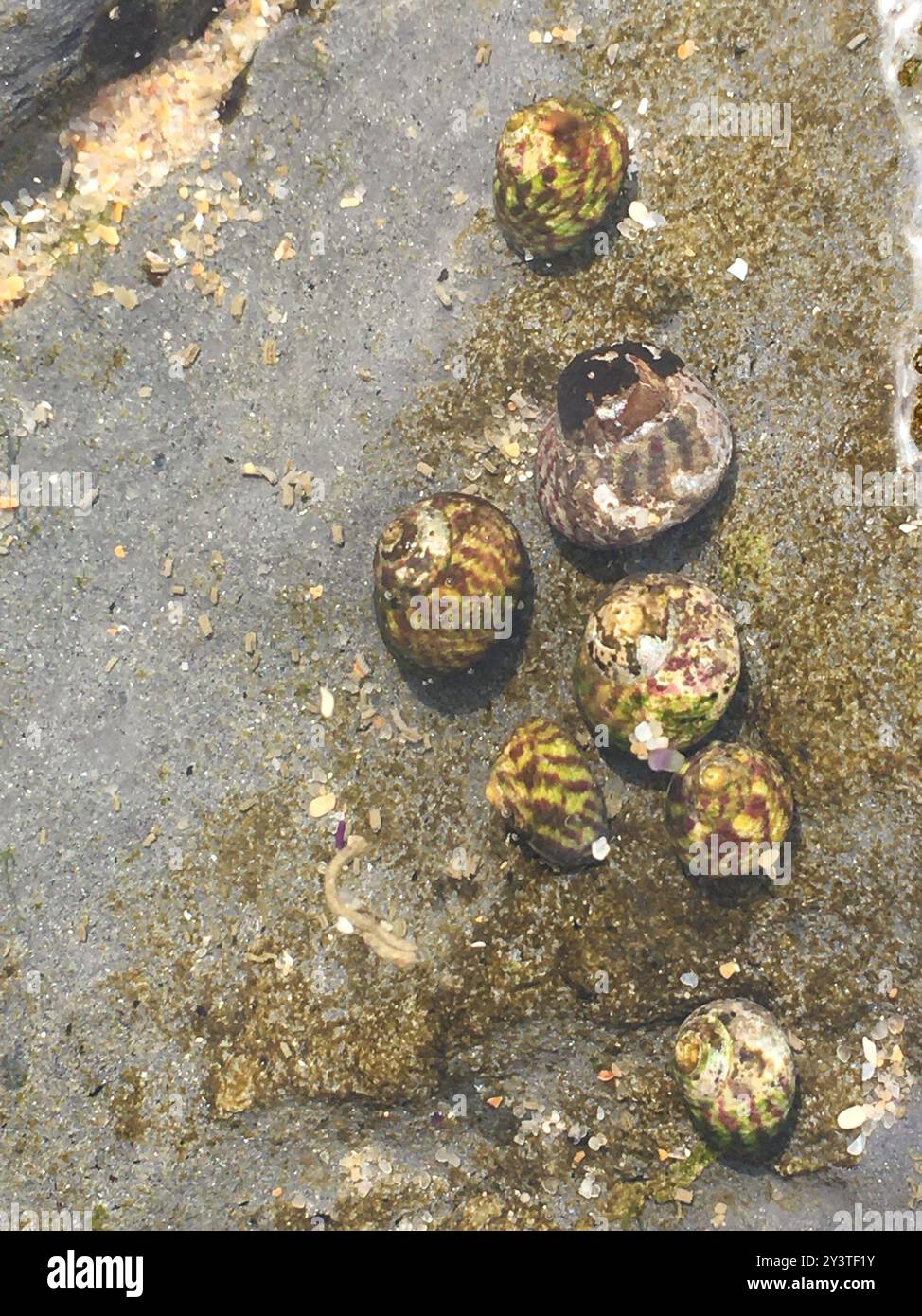 Purple Topshell (Steromphala umbilicalis) Mollusca Stock Photo - Alamy