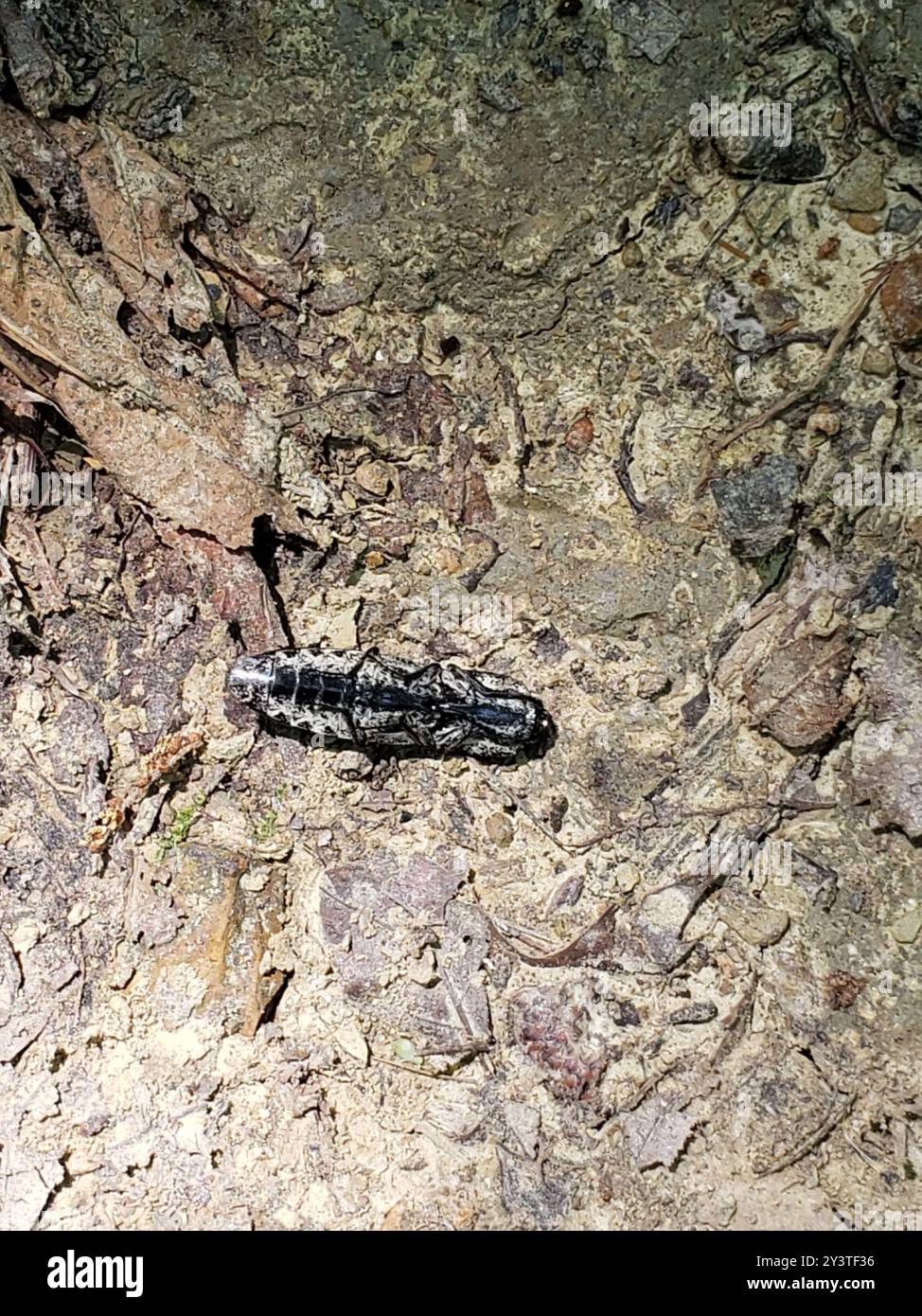 Eastern Eyed Click Beetle (Alaus oculatus) Insecta Stock Photo - Alamy