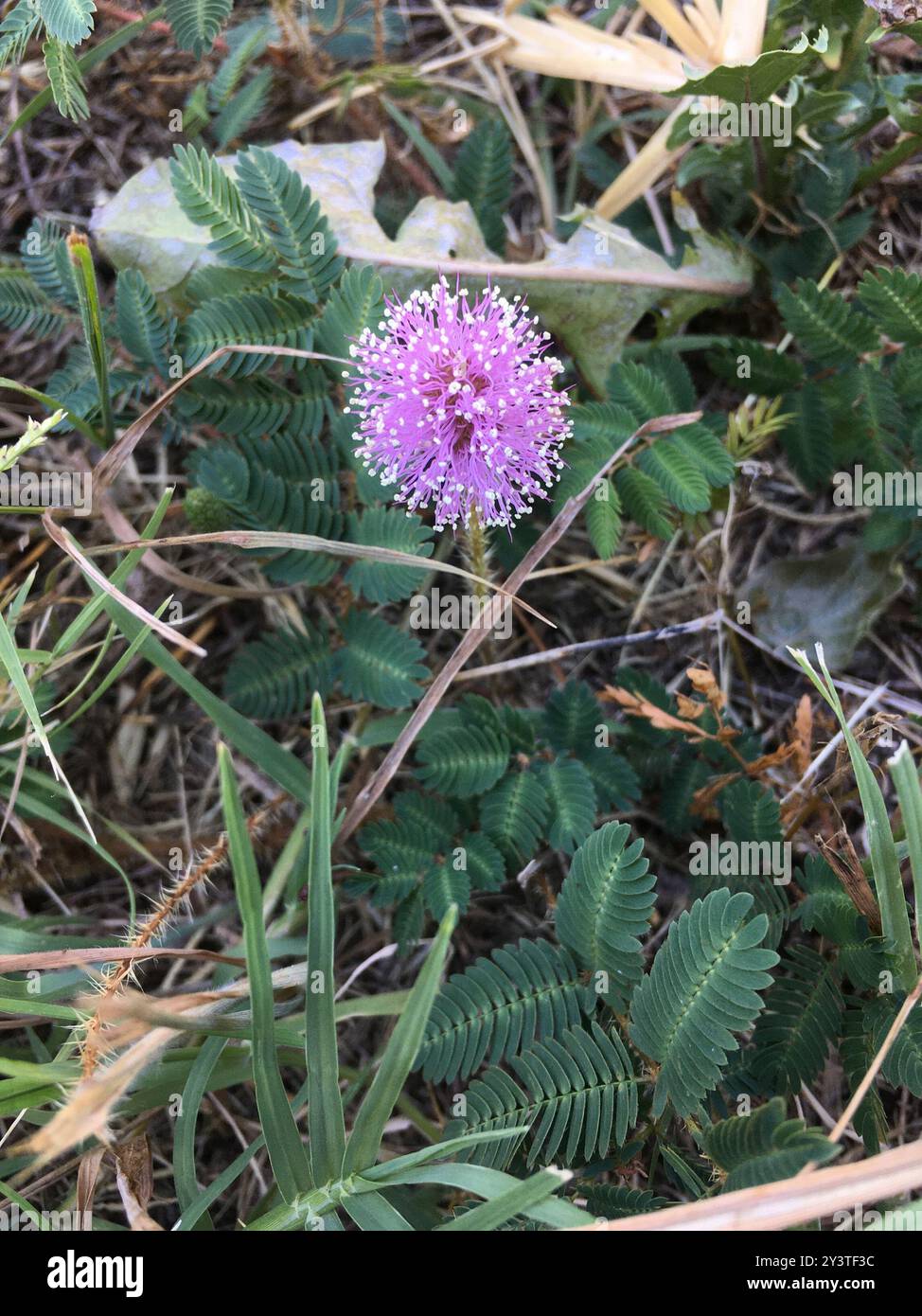 sensitive plants (Mimosa) Plantae Stock Photo - Alamy