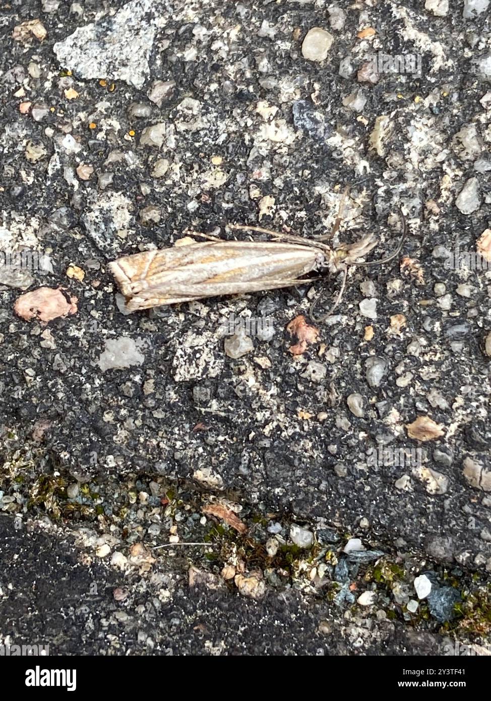 Hook-streaked Grass-veneer (Crambus lathoniellus) Insecta Stock Photo ...