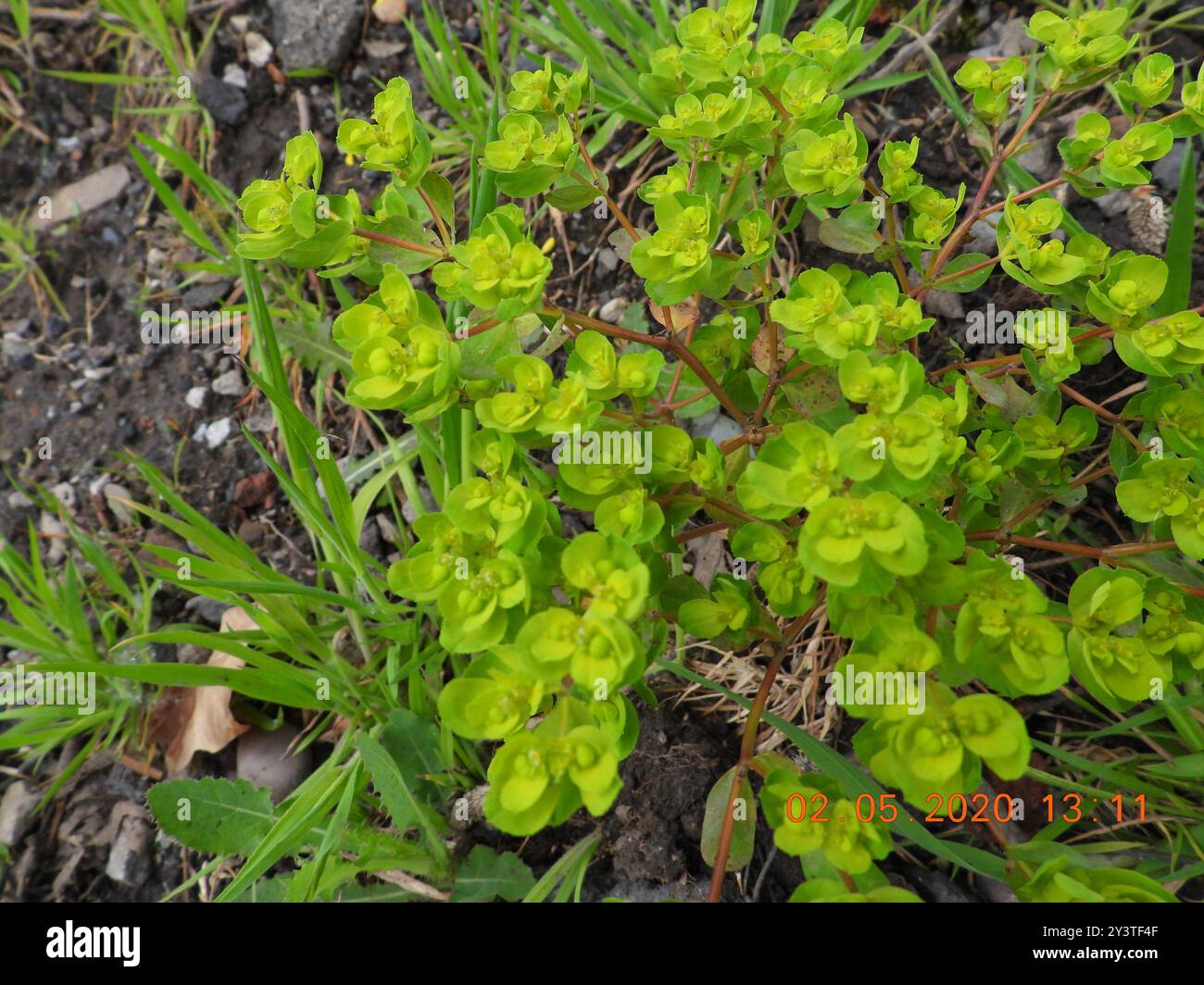 Sun spurge (Euphorbia helioscopia) Plantae Stock Photo - Alamy