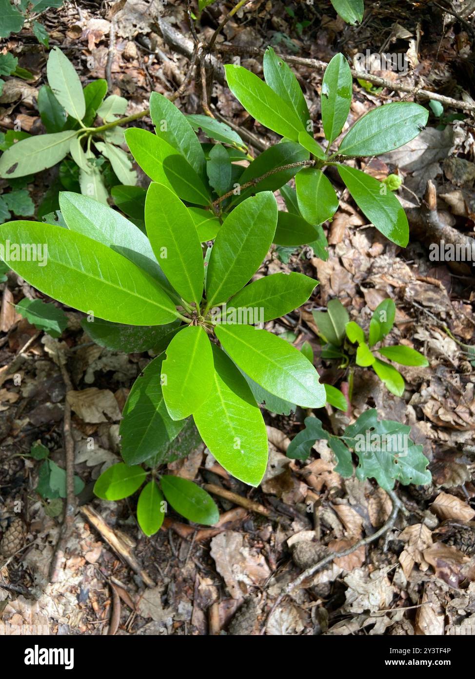 Common Rhododendron (Rhododendron ponticum) Plantae Stock Photo - Alamy