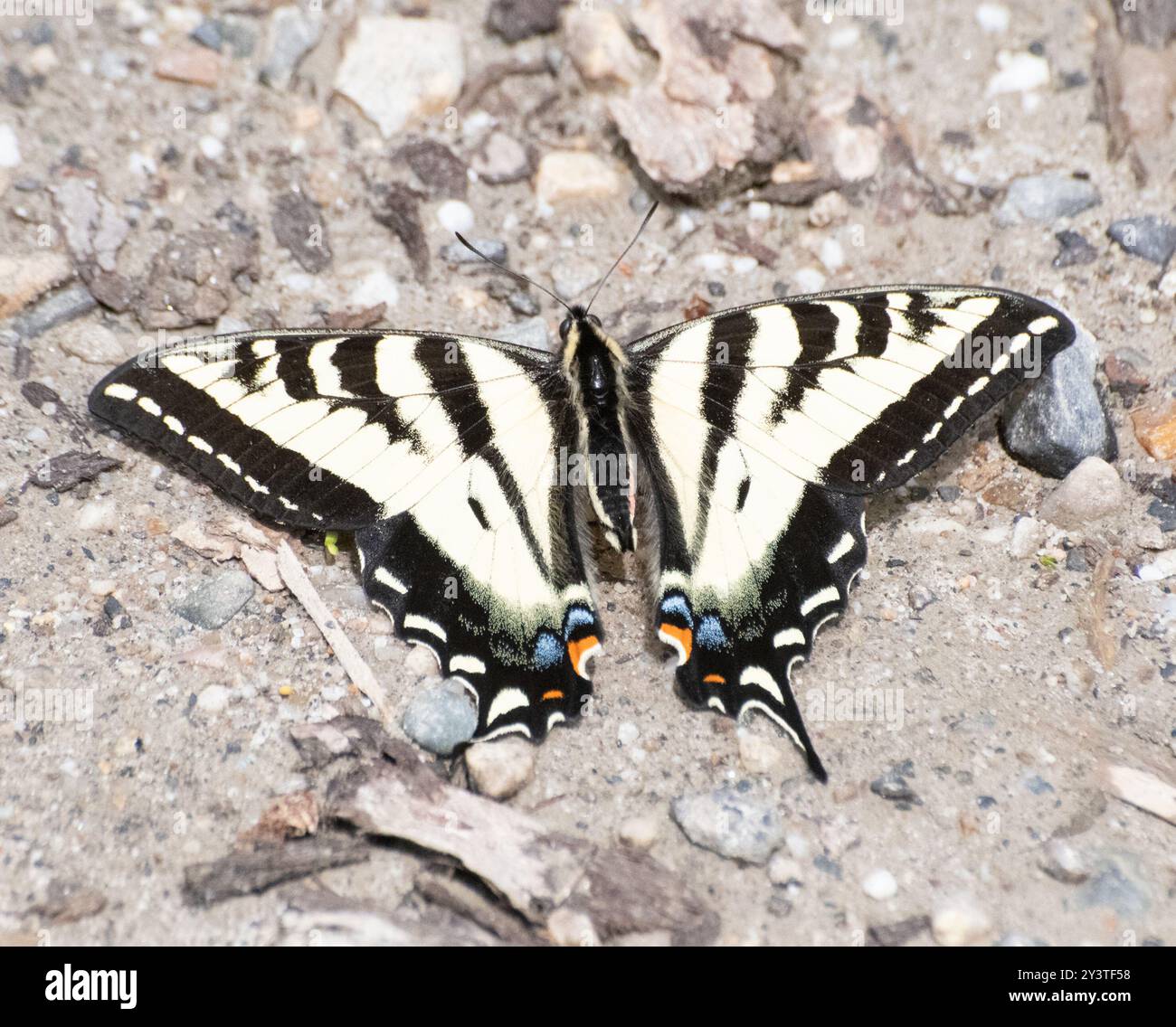 Canadian Tiger Swallowtail (Papilio canadensis) Insecta Stock Photo - Alamy