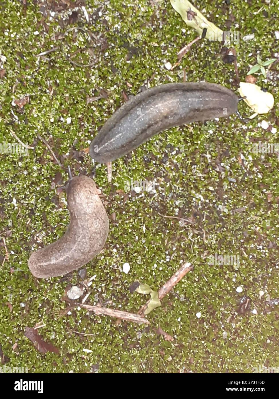 Florida Leatherleaf Slug (Leidyula floridana) Mollusca Stock Photo - Alamy