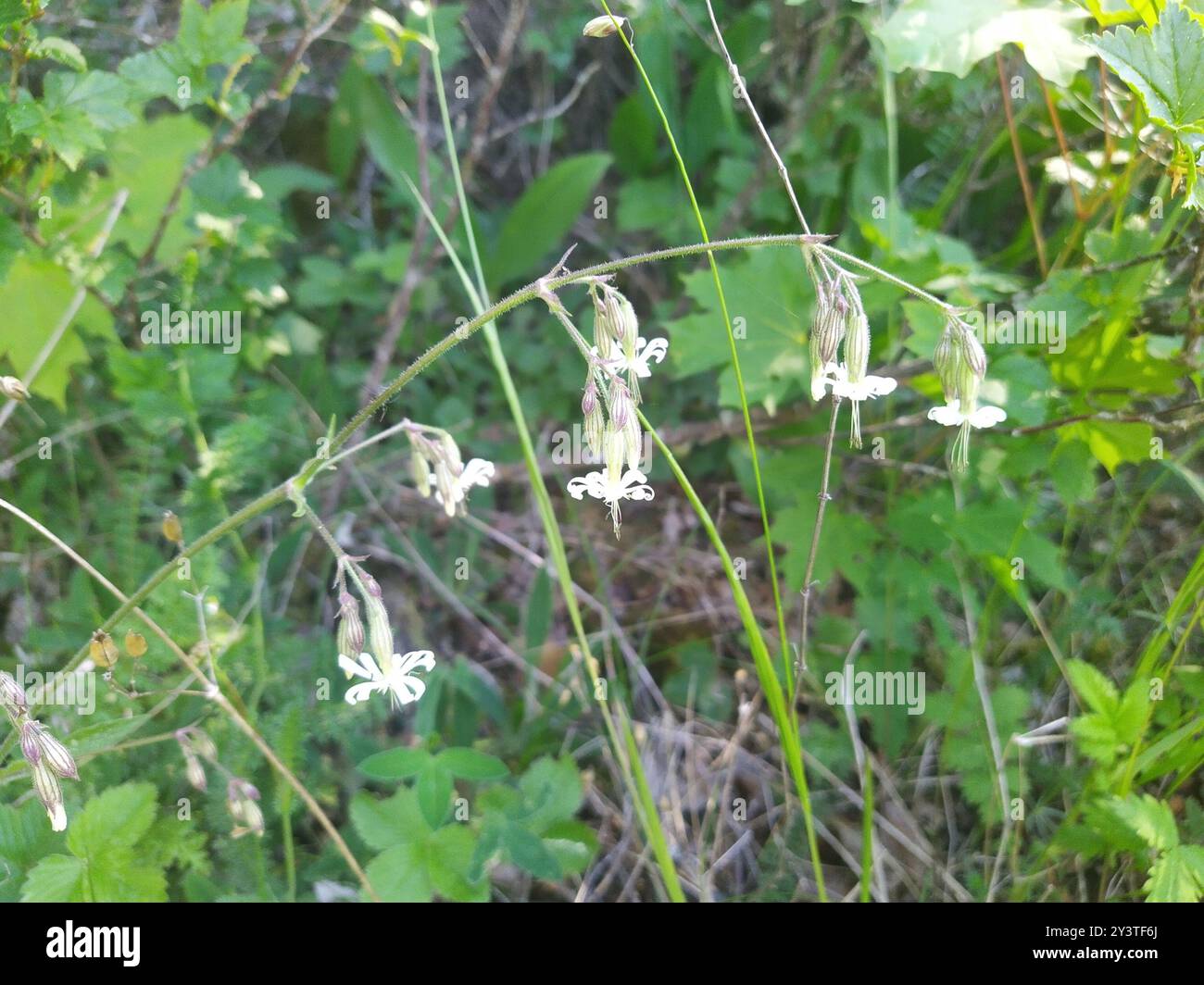 Nottingham Catchfly (Silene nutans) Plantae Stock Photo - Alamy