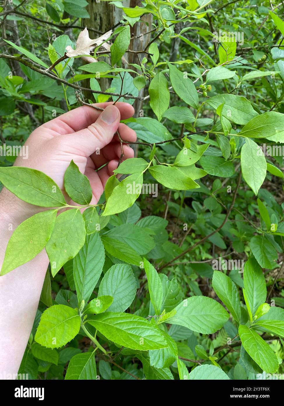 Northern highbush blueberry (Vaccinium corymbosum) Plantae Stock Photo ...