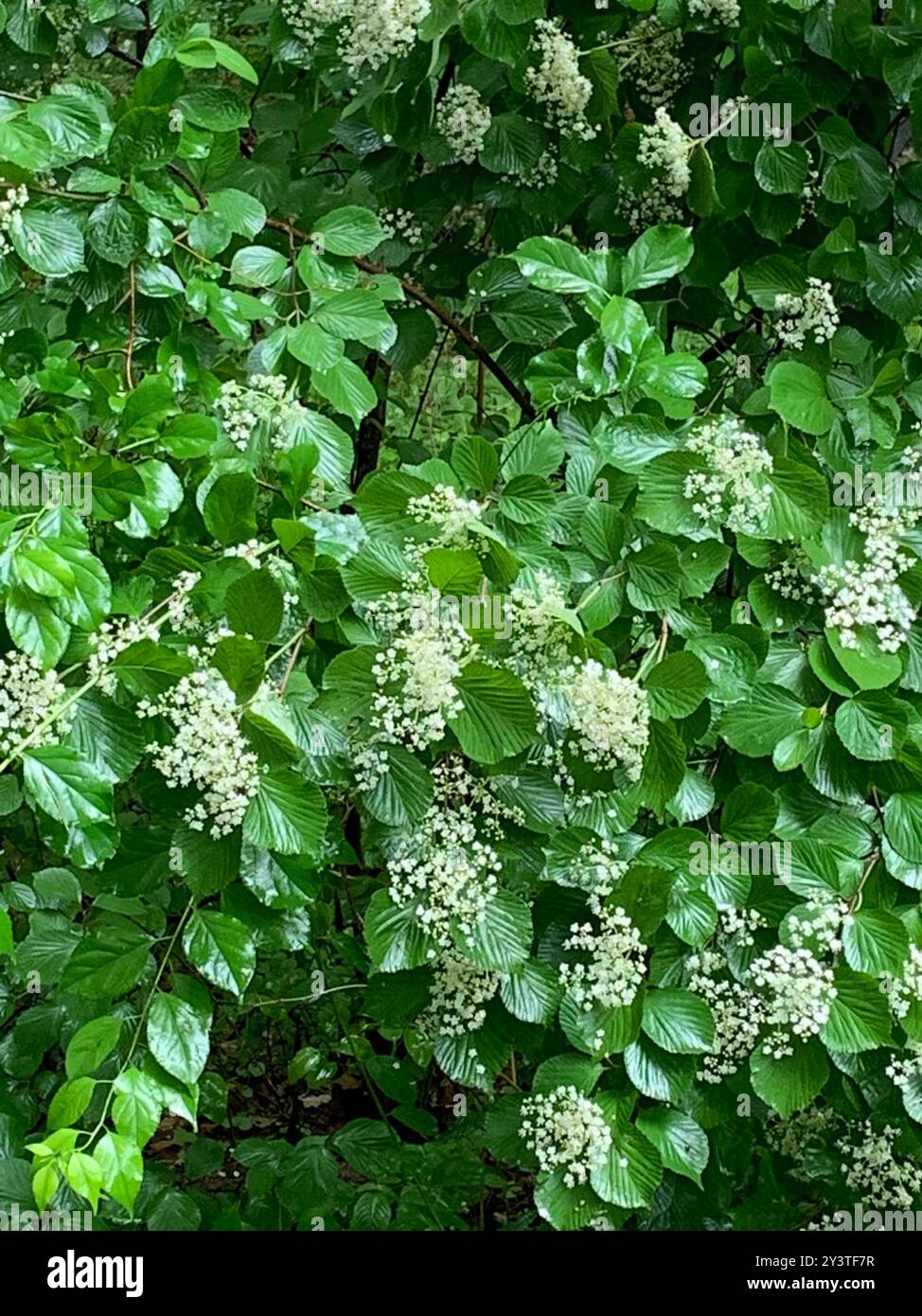 viburnums (Viburnum) Plantae Stock Photo - Alamy