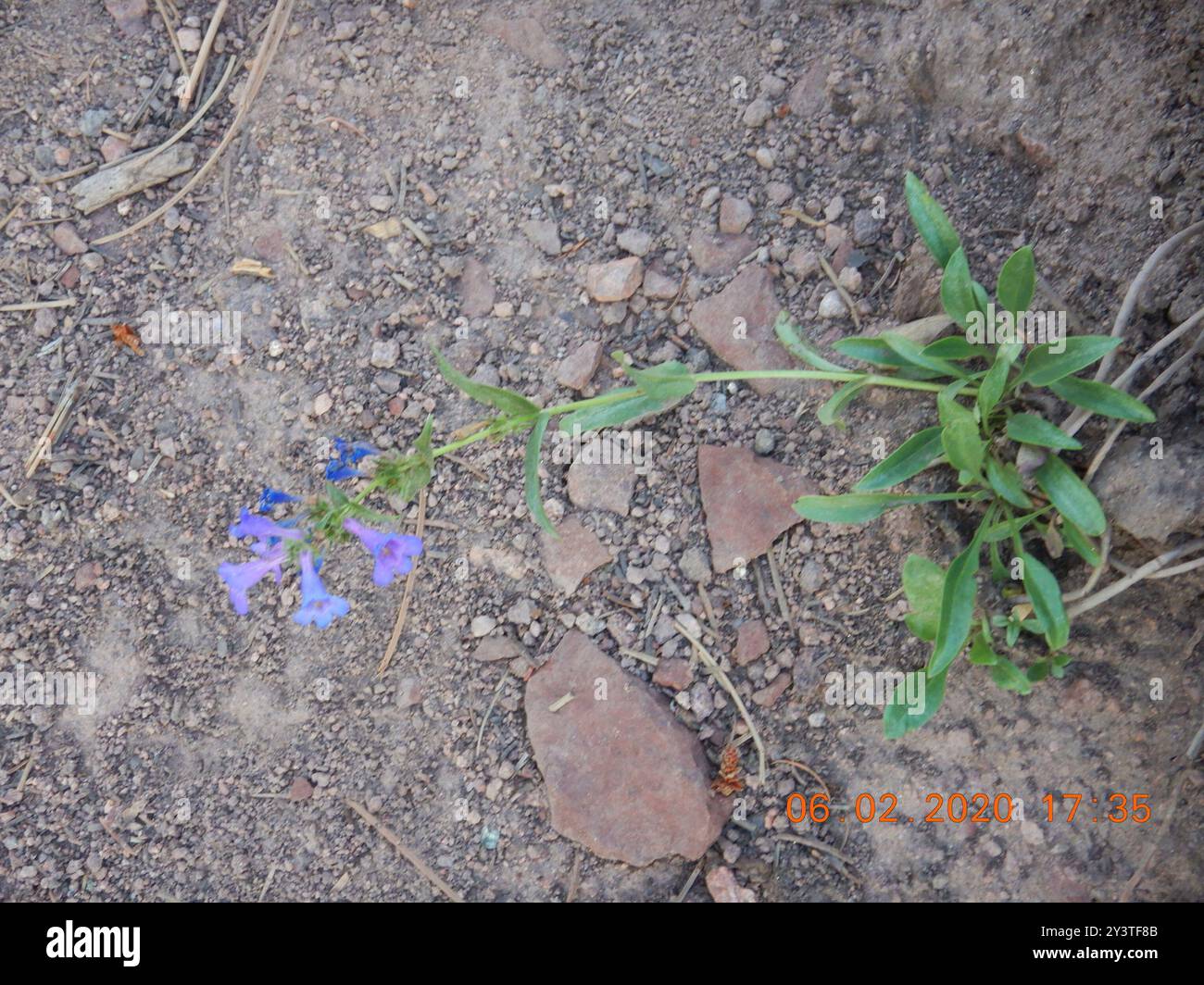Front Range Beardtongue (Penstemon virens) Plantae Stock Photo - Alamy