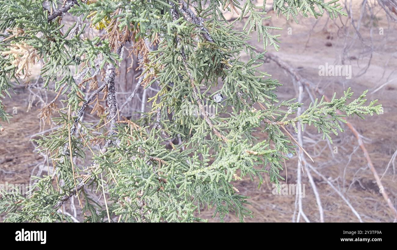 Sierra juniper (Juniperus grandis) Plantae Stock Photo - Alamy