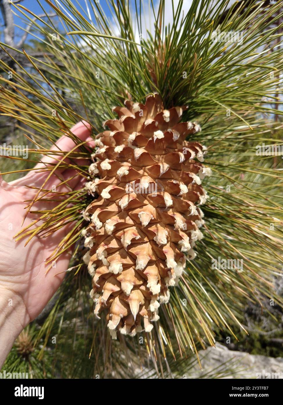 Coulter pine (Pinus coulteri) Plantae Stock Photo - Alamy
