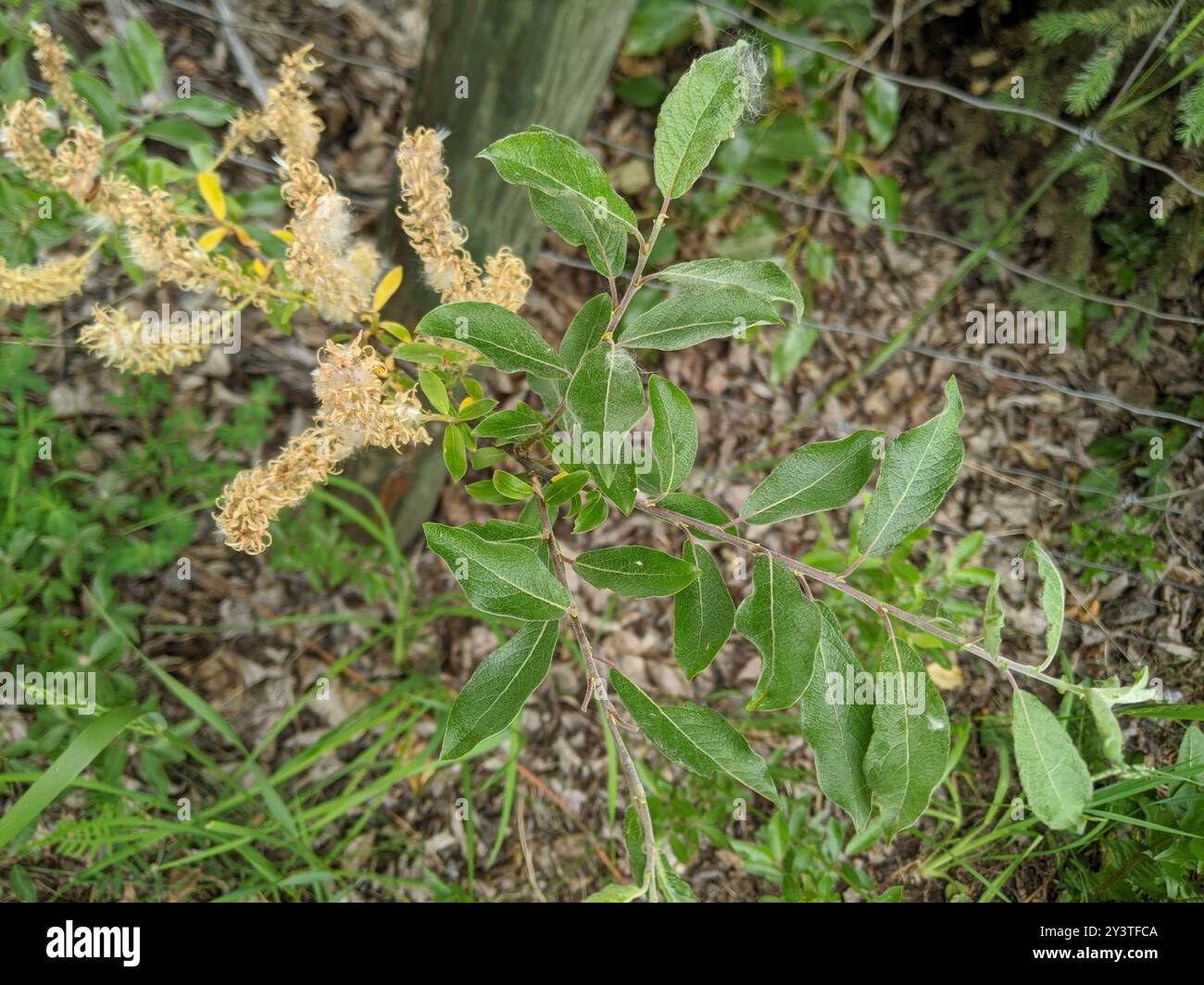 bebb's willow (Salix bebbiana) Plantae Stock Photo - Alamy