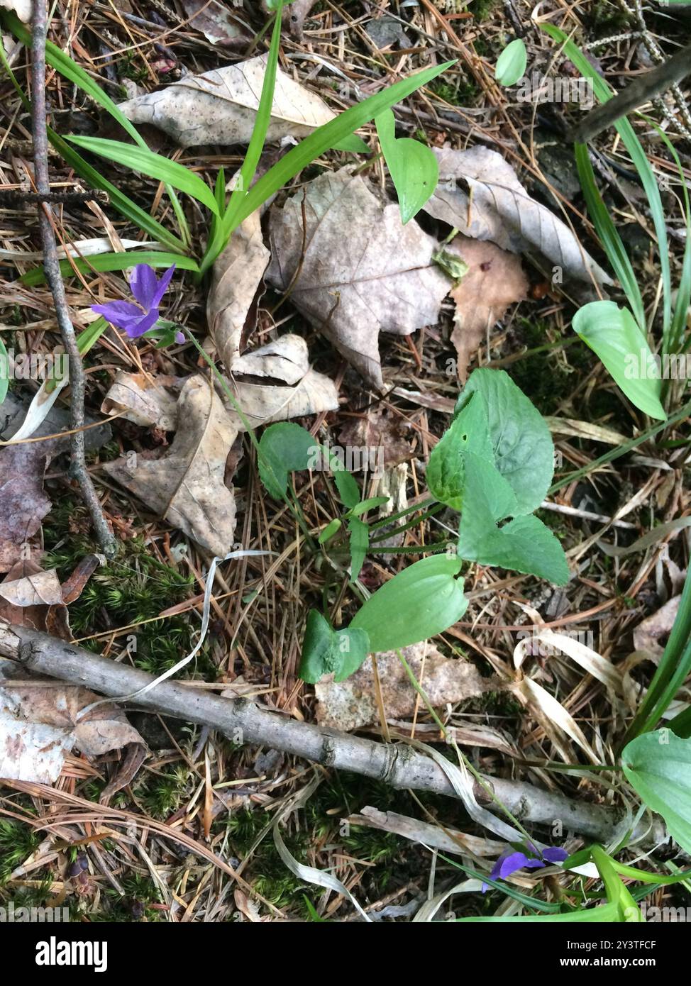 eastern American blue violets (Borealiamericanae) Plantae Stock Photo ...