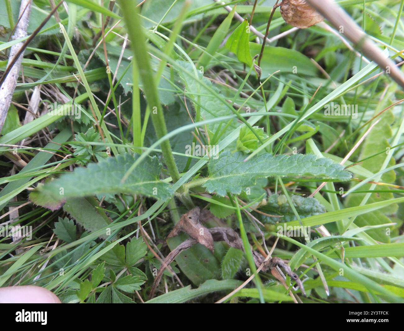 common hedge-nettle (Betonica officinalis) Plantae Stock Photo - Alamy
