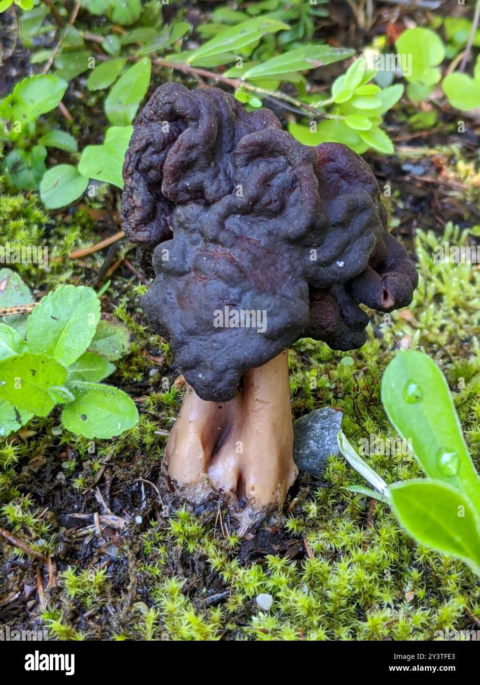 False Morel (Gyromitra esculenta) Fungi Stock Photo - Alamy