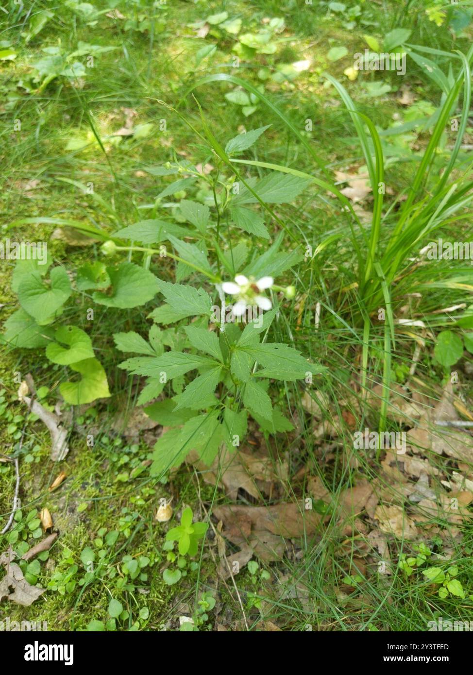 Raspberry Fruitworm Beetle (Byturus unicolor) Insecta Stock Photo - Alamy