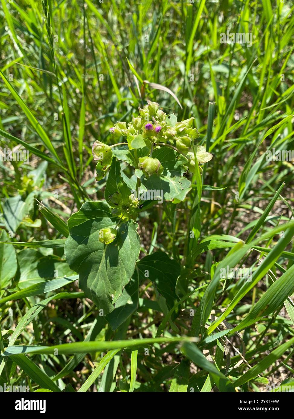 Wild Four o'Clock (Mirabilis nyctaginea) Plantae Stock Photo - Alamy
