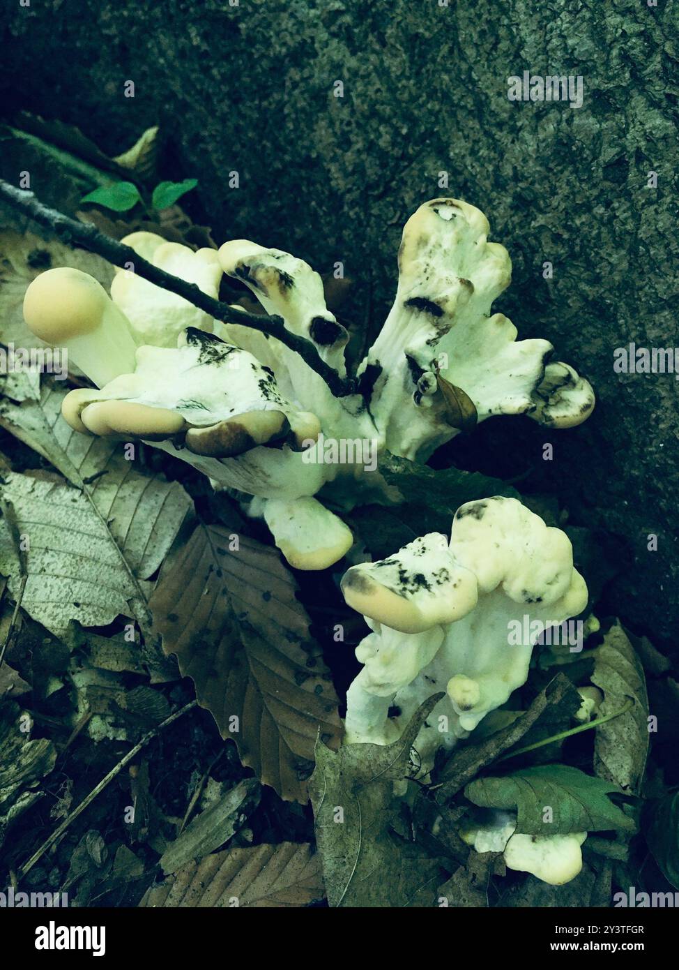 Black-staining Polypore (Meripilus sumstinei) Fungi Stock Photo - Alamy