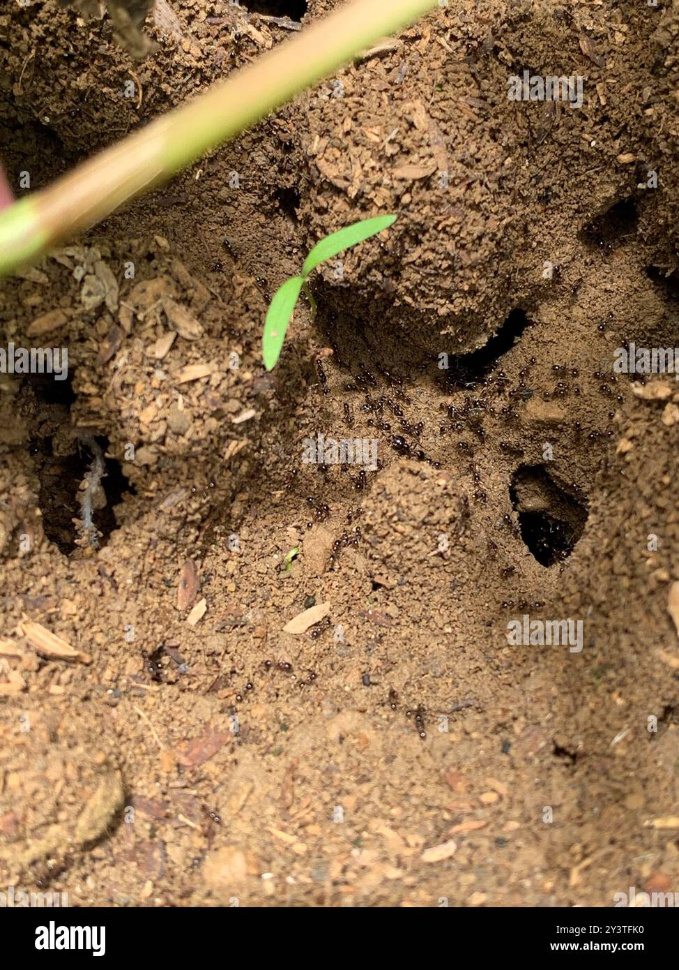 Marauder Ants and Carebara Thief Ants (Carebara) Insecta Stock Photo ...