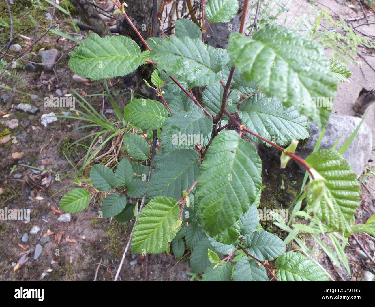 siberian alder (Alnus alnobetula fruticosa) Plantae Stock Photo - Alamy