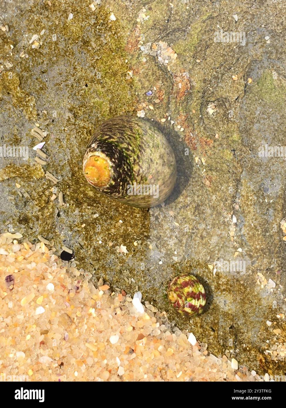 Lined Top Shell (Phorcus lineatus) Mollusca Stock Photo - Alamy