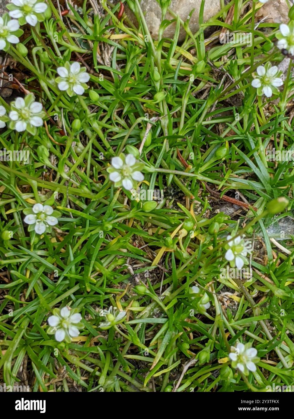 Alpine Pearlwort (Sagina saginoides) Plantae Stock Photo - Alamy