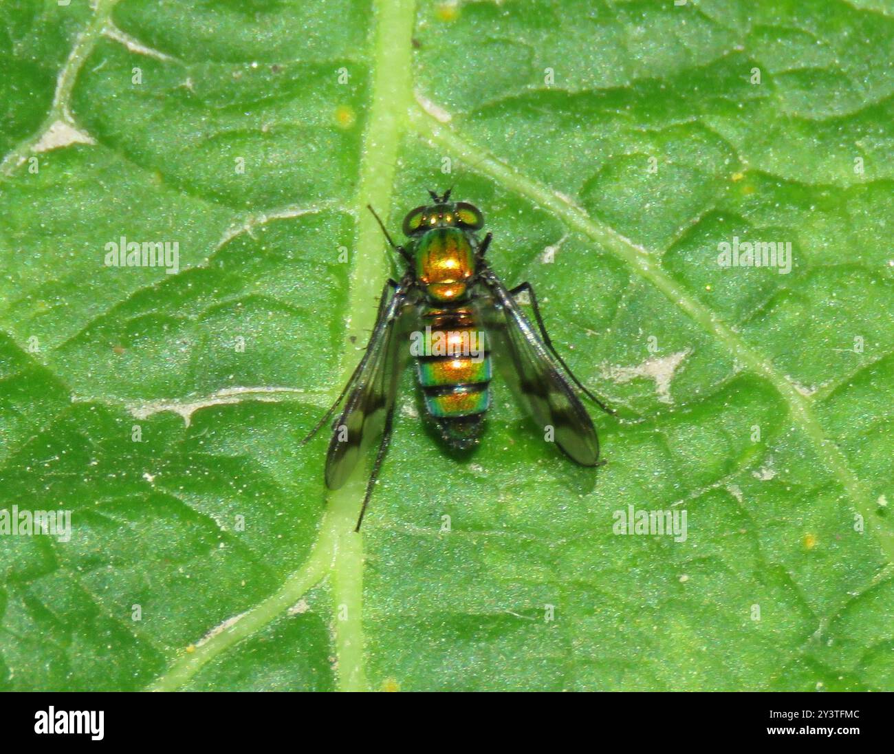 (Condylostylus occidentalis) Insecta Stock Photo - Alamy