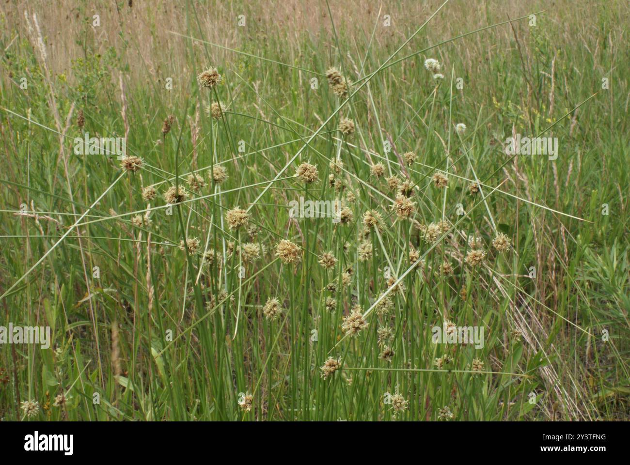Round-headed Clubrush (Scirpoides holoschoenus) Plantae Stock Photo - Alamy