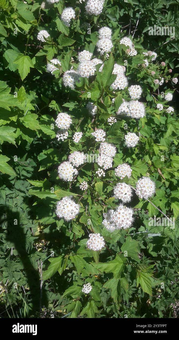 common ninebark (Physocarpus opulifolius) Plantae Stock Photo - Alamy