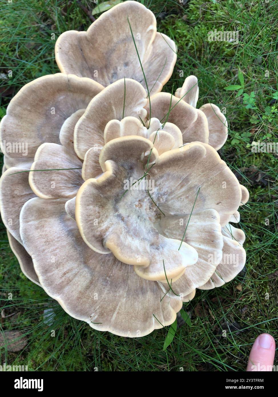 Black-staining Polypore (Meripilus sumstinei) Fungi Stock Photo - Alamy
