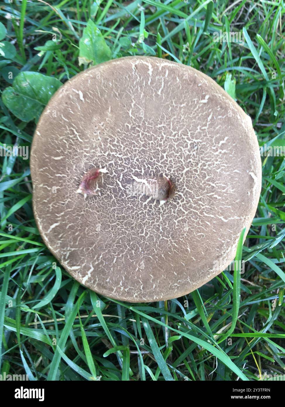 Red-cracking Bolete (Xerocomellus chrysenteron) Fungi Stock Photo - Alamy