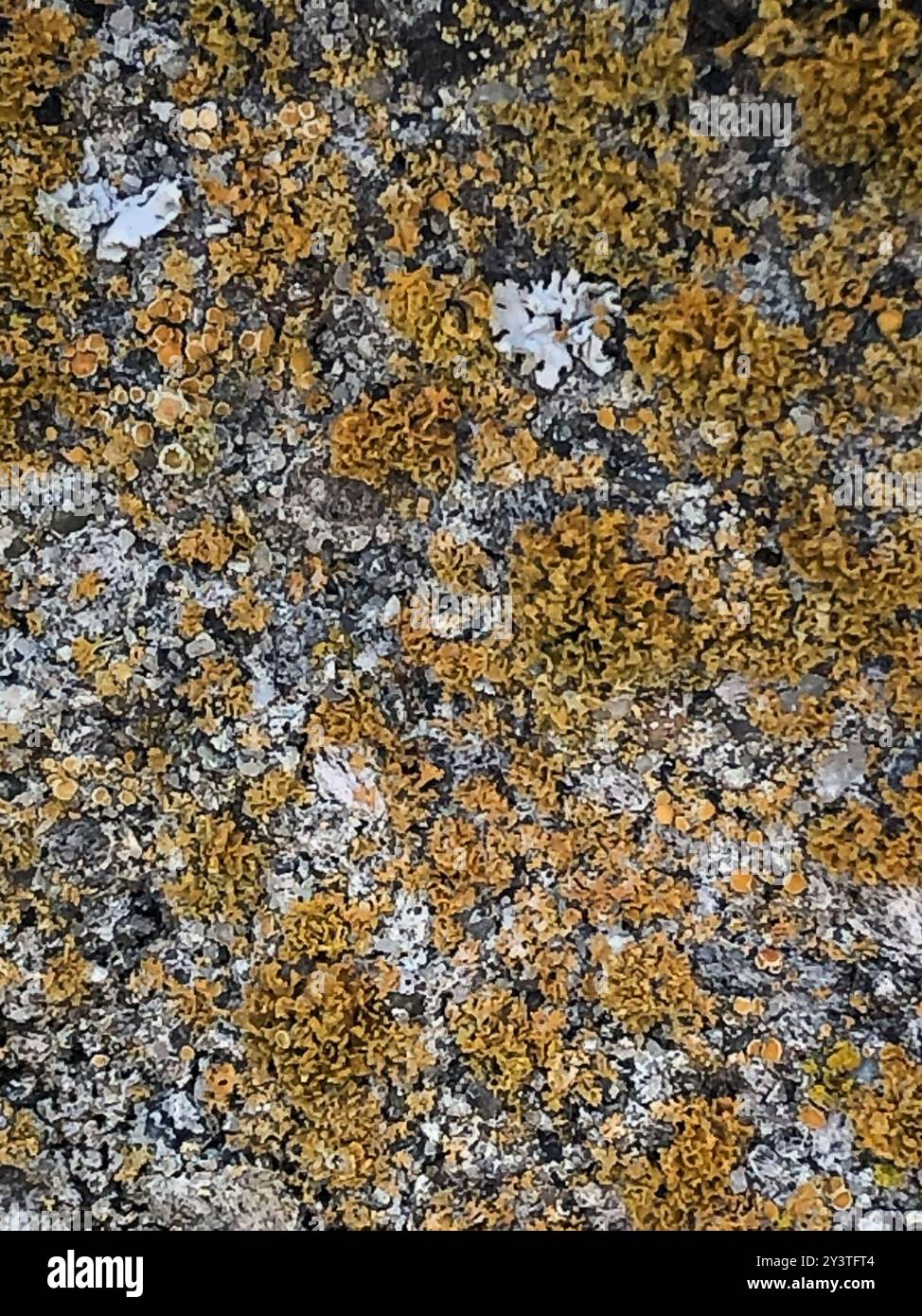 Shrubby Sunburst Lichen (Polycauliona candelaria) Fungi Stock Photo - Alamy