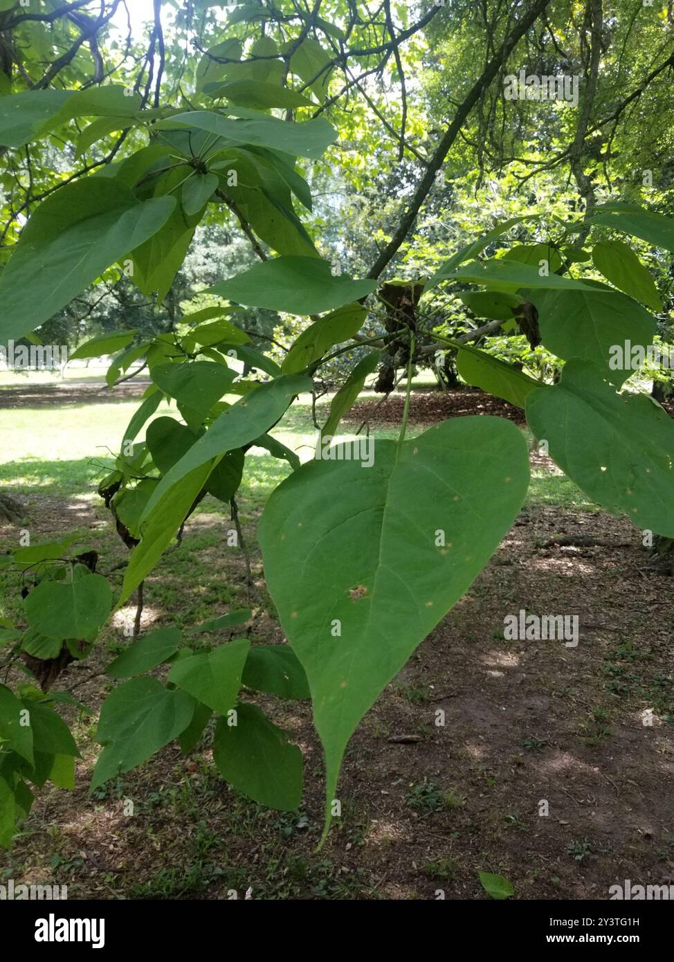 southern catalpa (Catalpa bignonioides) Plantae Stock Photo - Alamy