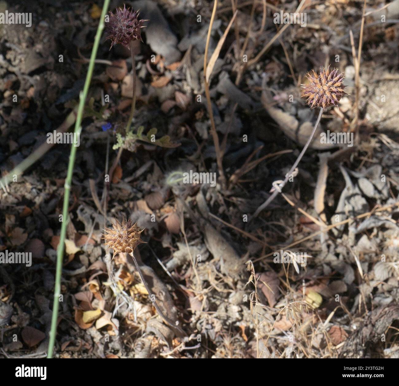 Chia (Salvia columbariae) Plantae Stock Photo - Alamy