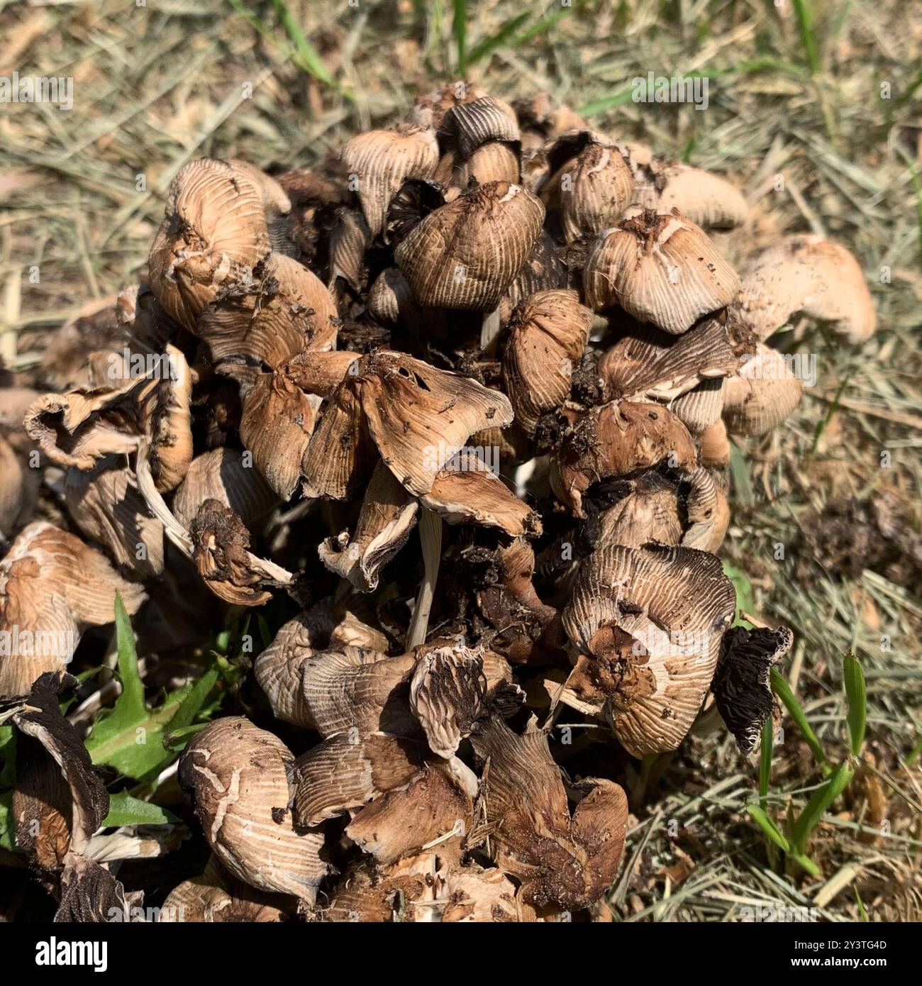 Common Ink Cap (Coprinopsis atramentaria) Fungi Stock Photo - Alamy