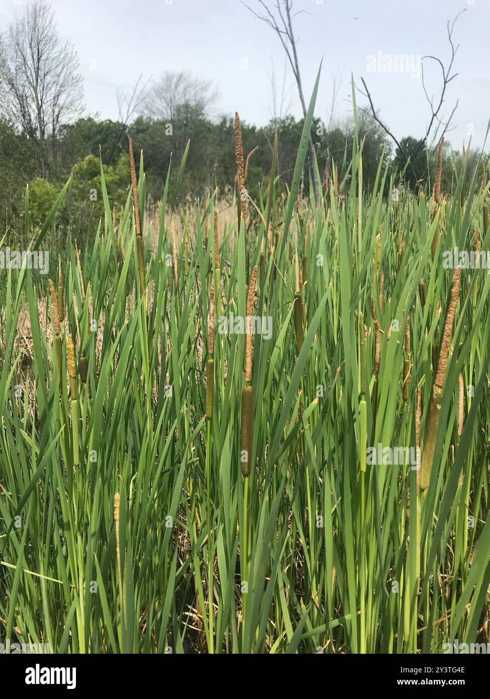 narrow-leaved cattail (Typha angustifolia) Plantae Stock Photo - Alamy