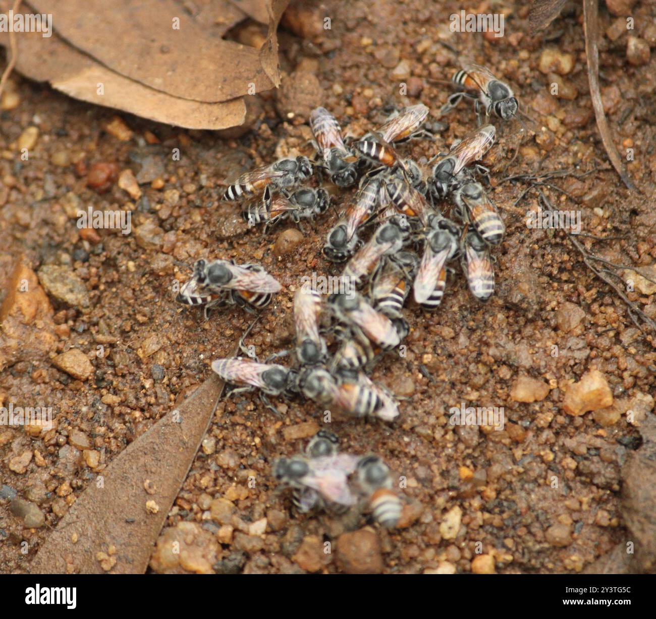 Red Dwarf Honey Bee (Apis florea) Insecta Stock Photo - Alamy