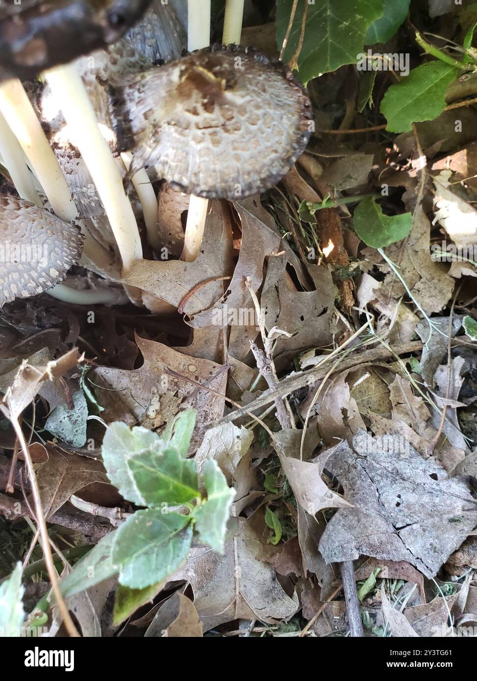 scaly ink cap (Coprinopsis variegata) Fungi Stock Photo - Alamy