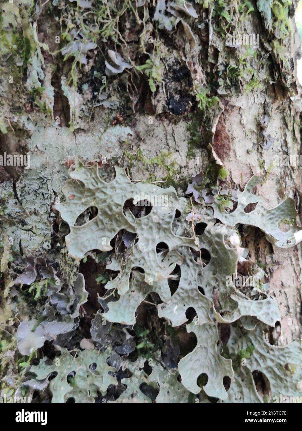 Tree Lungwort (Lobaria pulmonaria) Fungi Stock Photo - Alamy