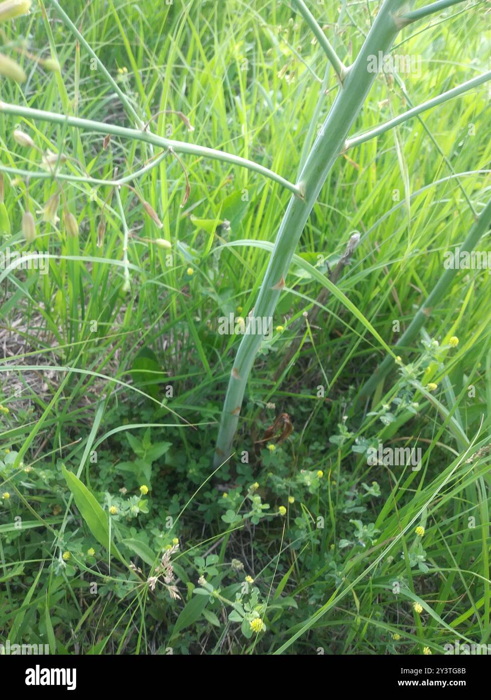wild asparagus (Asparagus officinalis) Plantae Stock Photo - Alamy