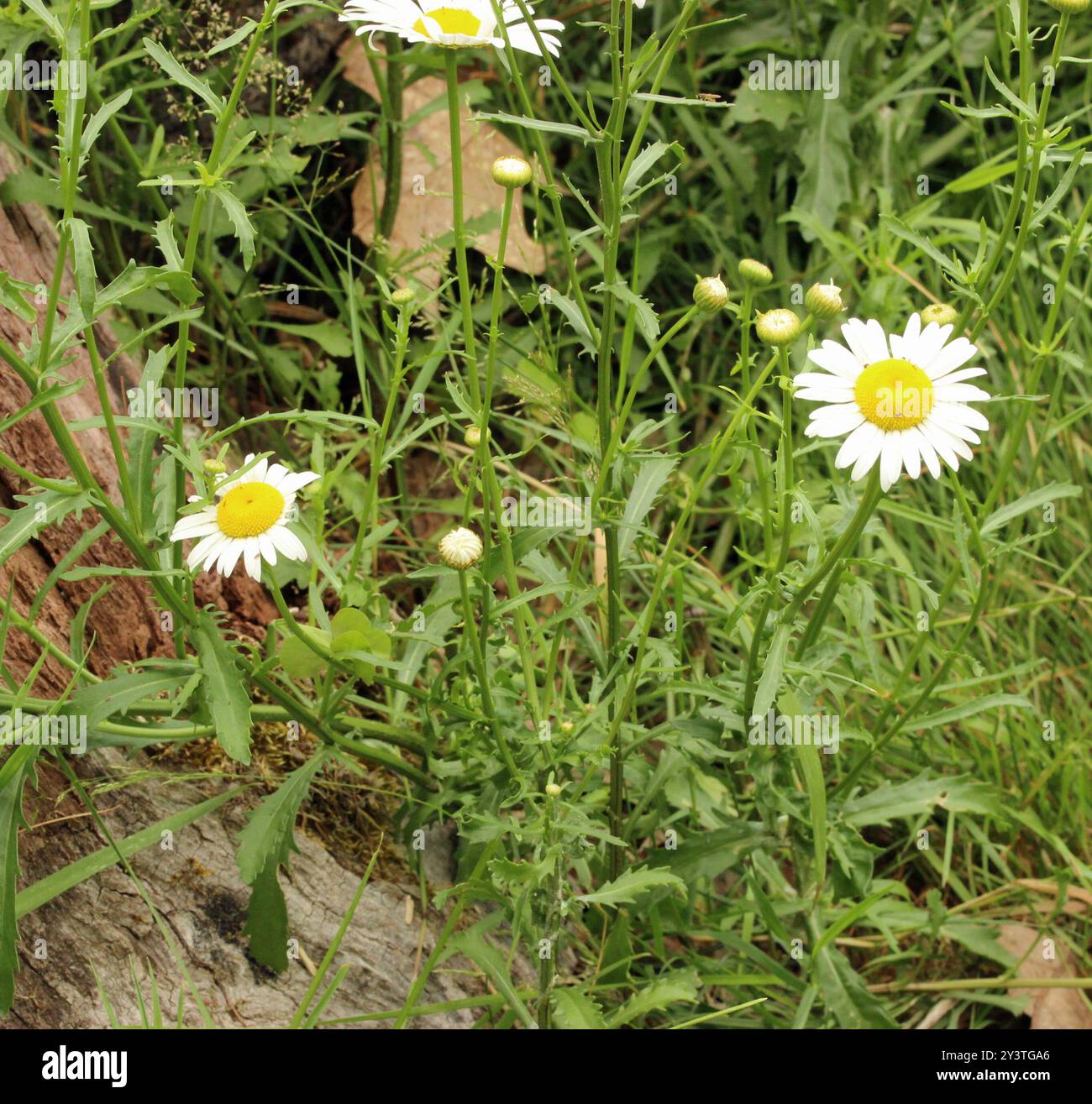 oxeye daisy (Leucanthemum vulgare) Plantae Stock Photo - Alamy
