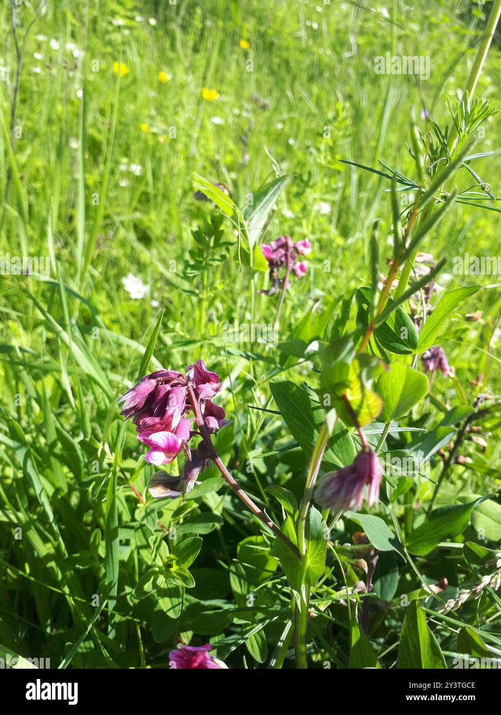 Pisiform grass-pea (Lathyrus pisiformis) Plantae Stock Photo - Alamy
