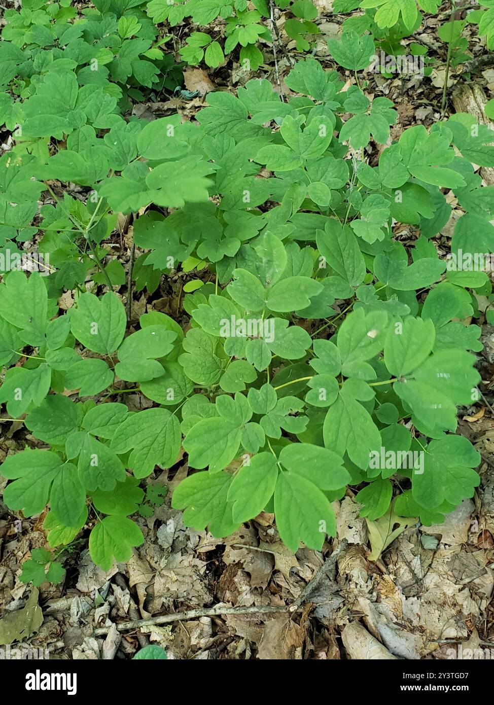 blue cohosh (Caulophyllum thalictroides) Plantae Stock Photo - Alamy
