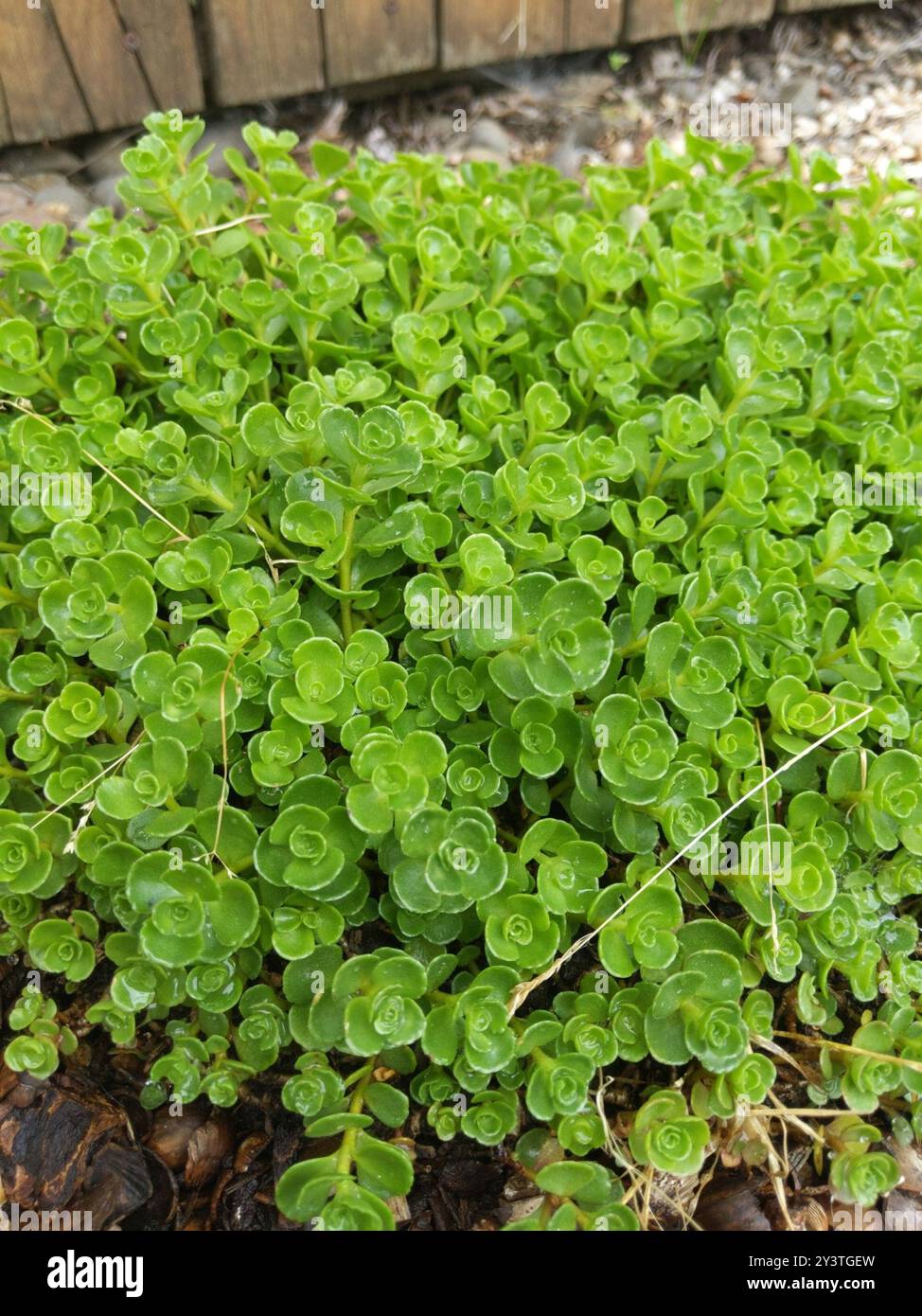 plants (Plantae) Plantae Stock Photo - Alamy