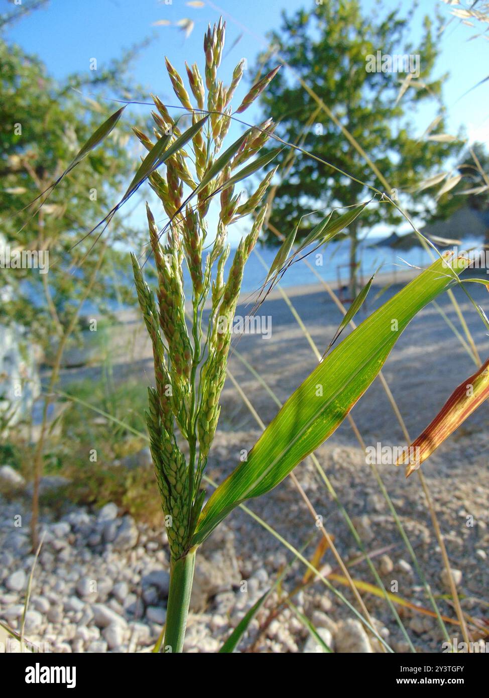 Johnson grass (Sorghum halepense) Plantae Stock Photo - Alamy