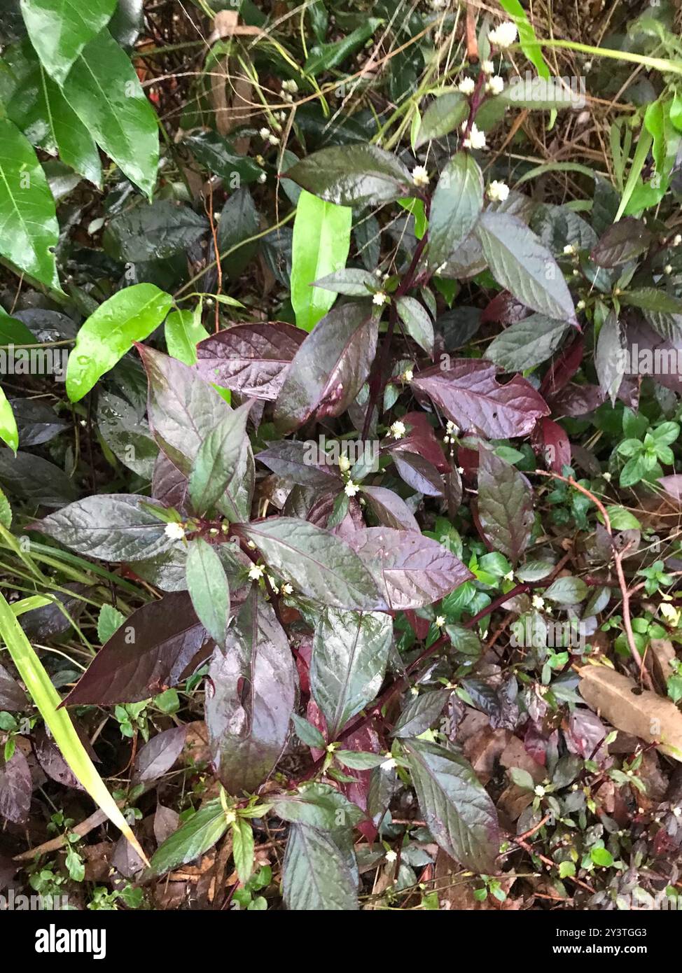 Ruby Leaf (Alternanthera brasiliana) Plantae Stock Photo - Alamy
