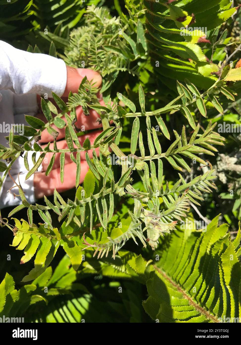 giant vetch (Vicia gigantea) Plantae Stock Photo - Alamy