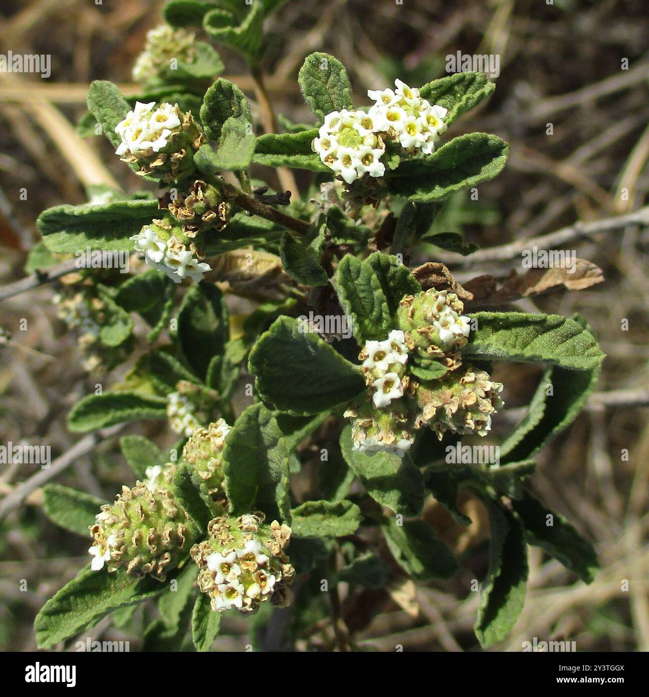 Fever Tea (Lippia javanica) Plantae Stock Photo - Alamy