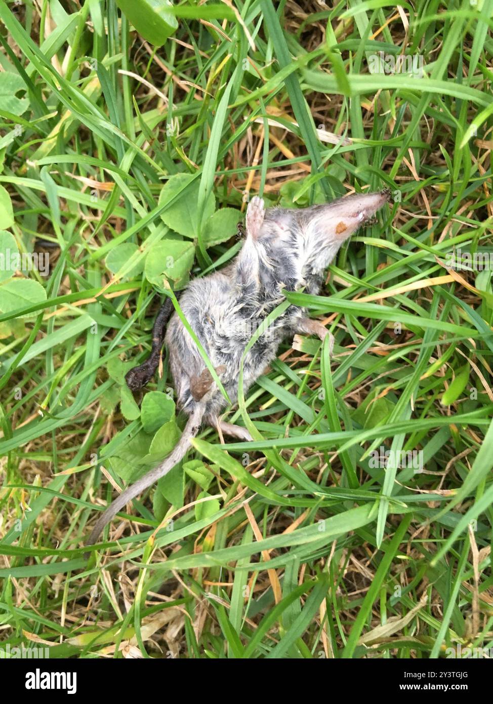 Musk Shrews (Crocidura) Mammalia Stock Photo - Alamy